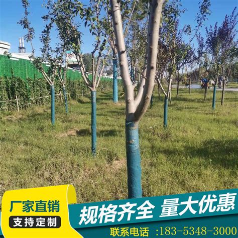树木防寒保暖裹树布 园林绿化植物保护保温防寒布 大树保暖保温布