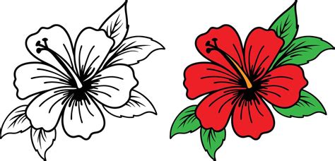 Hibiscus Outline Drawing Vector Art Icons And Graphics For Free Download