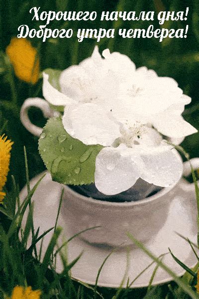 Гифки с Добрым утром Четверга