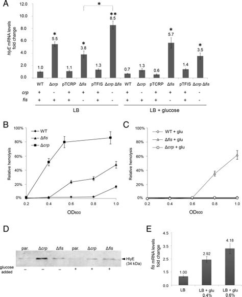 Fis Participates In Down Regulation Of Hlye Expression In S Typhi A