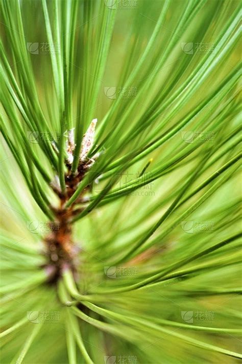 枝选择对焦特写枝繁叶茂松木清新云杉小的自然美杉树