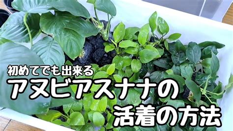 【アクアリウム】初心者でも出来るアヌビアスナナの簡単活着方法 Aqualife