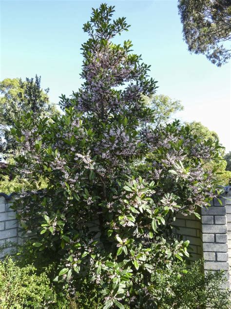 Elaeocarpus Reticulatus Australian Plants Society