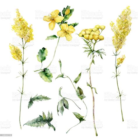 수채화 초원 꽃 침대 짚 애기똥풀 탠시 메꽃과 현자의 세트 흰색 배경에 격리된 손으로 그린 꽃 그림 디자인 인쇄 직물 또는