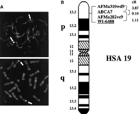 Figure 1 From Comparative Analysis Of The Promoter Structure And