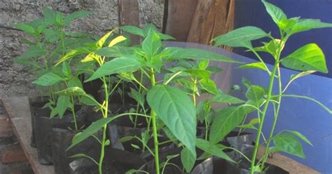 Perawatan Cabe Dari Tanam Sampai Panen Cara Perawatan Cabe Umur 1 Minggu Yang Baik Dan Benar
