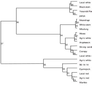 Ascending Hierarchical Classification AHC Of The 19 Cassava