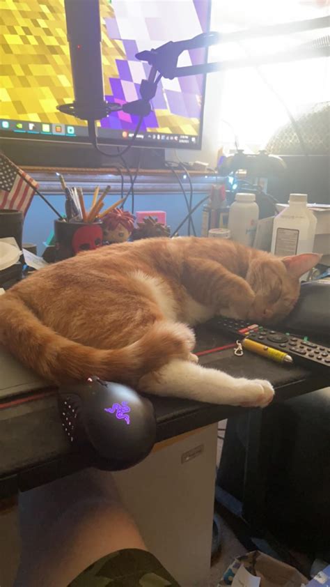 My Desk Is A Mess But He Decided It Looked Comfy So I Guess I Cant Use