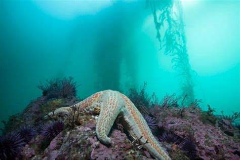 Flower Garden Banks National Marine Sanctuary Foundation