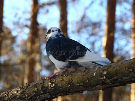 Naked Pigeon Stock Photos Free Royalty Free Stock Photos From