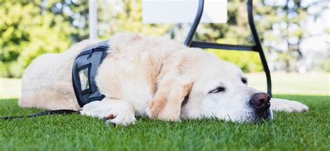 Cool Ideas For Hot Pets Creative Ways To Beat The Heat Dovelewis