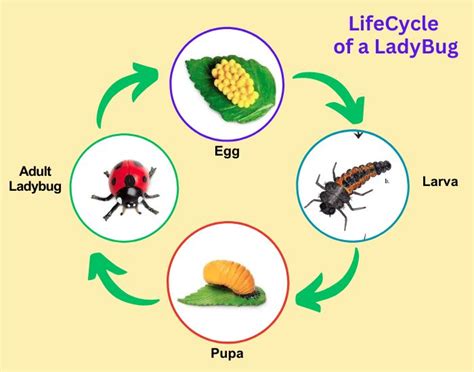 Ladybug Lifecycle Stages Life Cycle Stages Life Cycles
