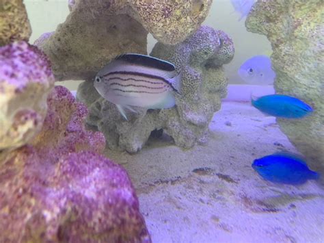 タテジマヤッコ 魚と過ごす何気ない日常をご紹介 名古屋から癒しのアクアリウムを届けるsawatoto