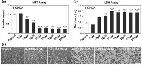 Concentration Dependent Effect Of 6 Ohda On Cell Death In Shsy5y Cells