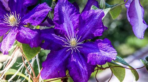 Clematis Varieties 39 Different Types Of Clematis