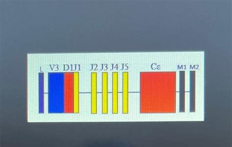 Solved Inciosed Is A Picture Of The Primary Transcript