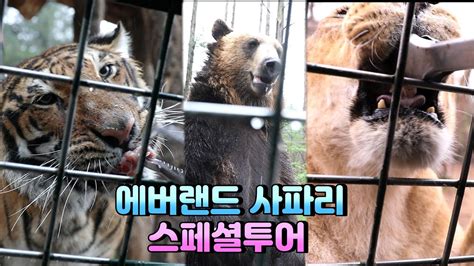 에버랜드 사파리 스페셜투어 맹수를 바로 눈앞에서 비오는 날 편안하게 에버랜드 즐기기 사파리 스페셜 투어 Youtube