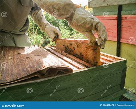 Apiculteur Tient Une Cellule Miel Avec Des Abeilles Dans Ses Mains