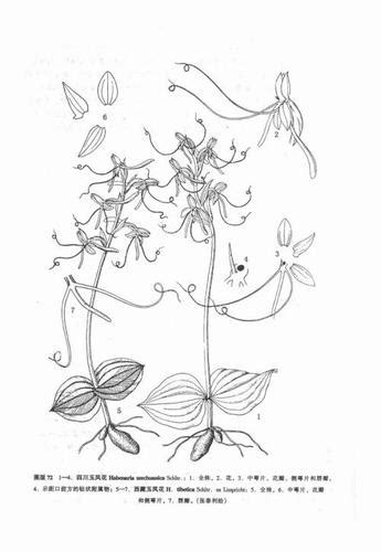 茎不同形态简笔画 茎不同形态简笔画怎么画 天马图吧