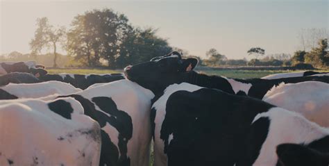 Bvd Tests — Bvd Free New Zealand