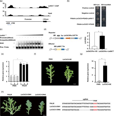 Lskn1 Binds To The Promoter Of Lscuc3 And Upregulates Its Expression