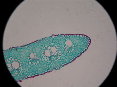 叶肉细胞360百科