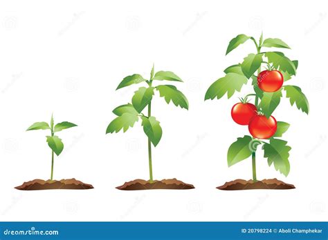 Tomato Plant Growth Cycle Stock Vector Illustration Of Germinate