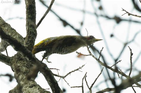Bird Heroes Tokushima Jp