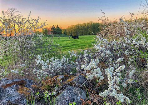 Swedish Spring Photograph By Saga Imagery Kevin And Susanne Dickman