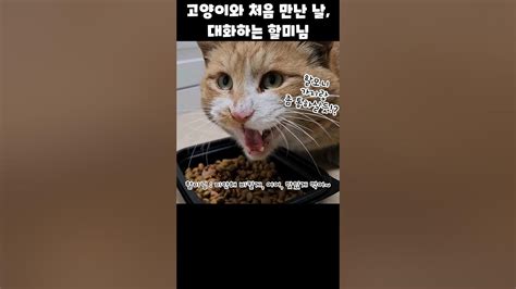 고양이와 할머니 초면의 대화 Youtube