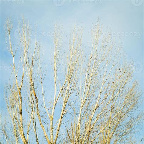 Leafless Trees Background Group Of Trees Under The Bright Sunlight