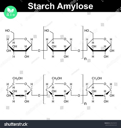 Amylose Structure
