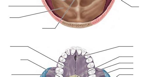 Occipital Bone For Sporcle Quiz Album On Imgur