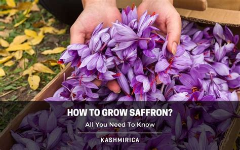 How To Grow Saffron A Complete Guide Kashmirica