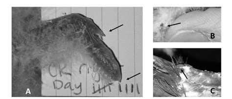 Claws On The Wings Of Kea A Alular Above And Major Digit Claws