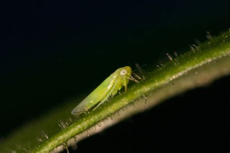 Leafhopper Habitat