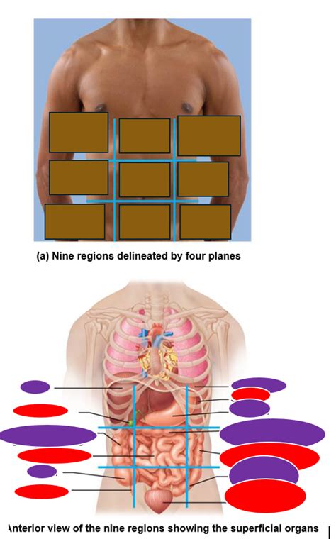 The Nine Abdominopelvic Regions And Major Organs Located In Each Aandp