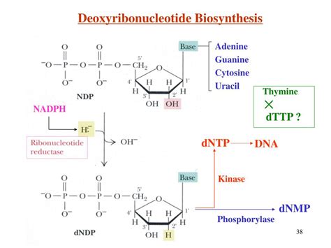 Ppt Nucleotides Metabolism Powerpoint Presentation Free Download
