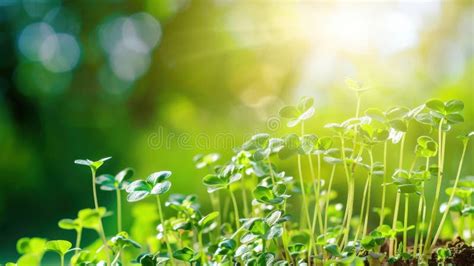 Fresh Saplings Bathing In Sunlight Amidst Nature S Glow Stock Image