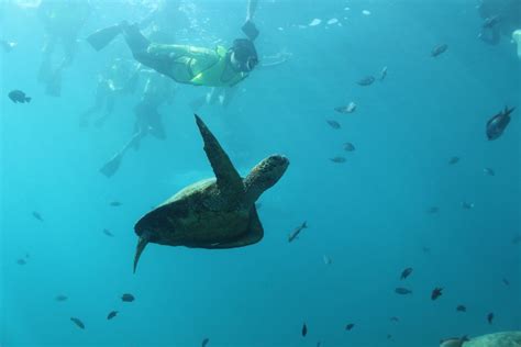 Oahu Turtle Canyon Snorkeling And Hula Dance