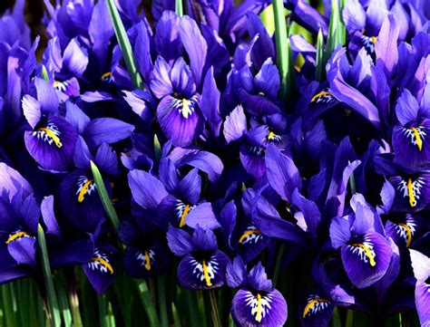 Dwarf Iris Guide How To Grow And Care For Iris Reticulata”