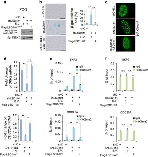Lsd1 Mediates H3k9me2 Demethylation At The Promoter Of Cell Cycle