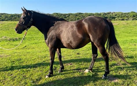 Whiskey Cavalier Bsa