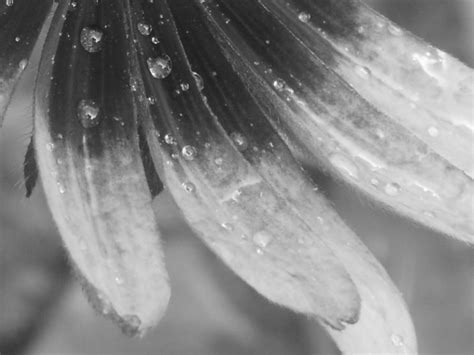 Tear Drops By Peinfangirl99 On Deviantart