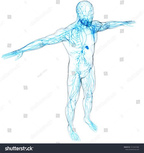 Human Internal System Lymph Nodes Anatomy Stock Illustration