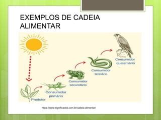 Cadeia Alimentar 7 ° Anospptx