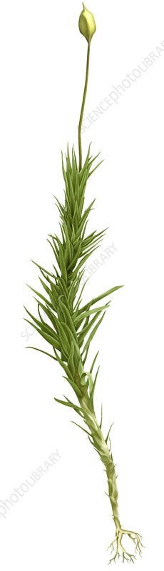 Structure Of A Moss Illustration Stock Image C061 5307 Science Photo Library