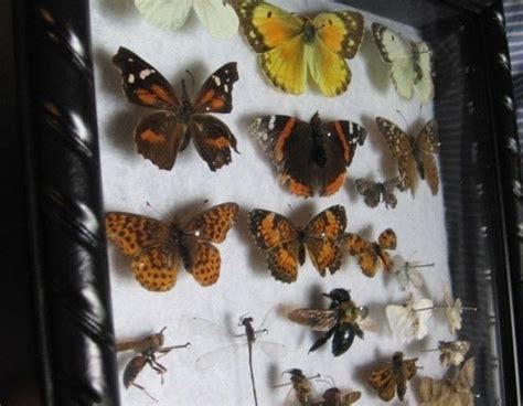 Bug Display Case · How To Make A Framed Decoration · Construction On