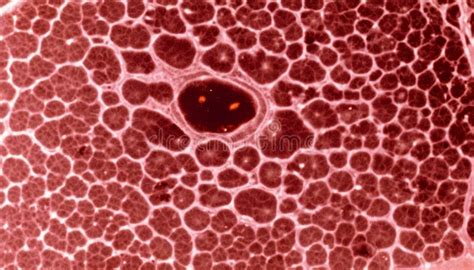 A Red Tissue With A Black Spot In The Center Stock Illustration Illustration Of Organ Pink