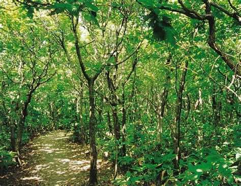 天塩カシワ遺伝資源希少個体群保護林北海道森林管理局